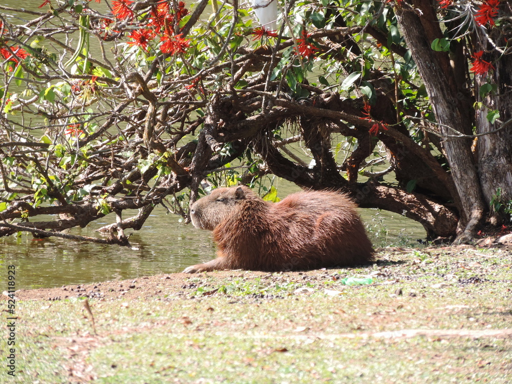 As capivaras são animais herbívoros que se alimentam de capim, grama ...
