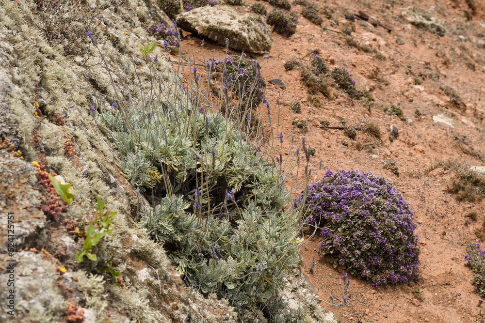 Lichens, Lavandula canariensis and limonium puberulum growing on lava ...