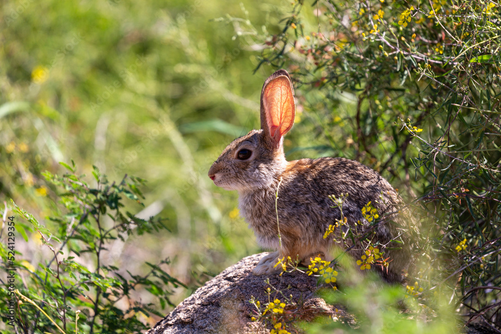 Sylvilagus Audubonii