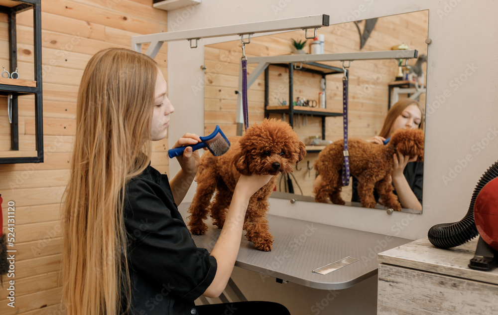Female groomer brushing hair of Teacup poodle dog hair with comb after ...