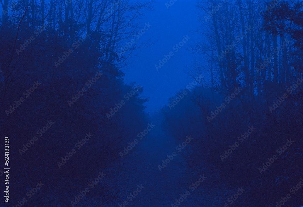 Blue Forest aesthetic pine trees Film analog Stock Photo | Adobe Stock