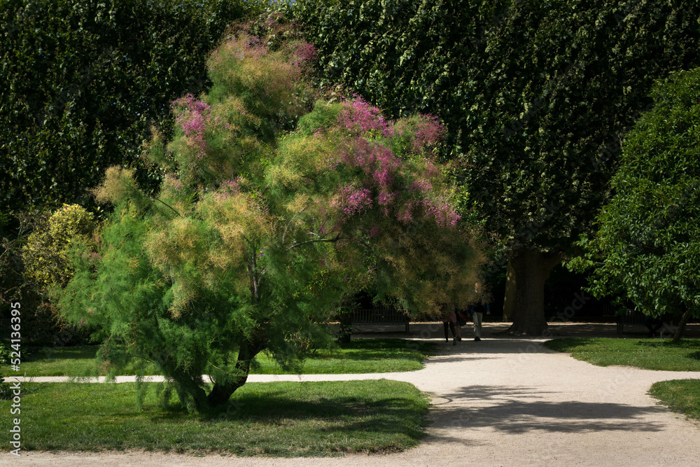 Arbre au jardin des plantes Stock Photo | Adobe Stock