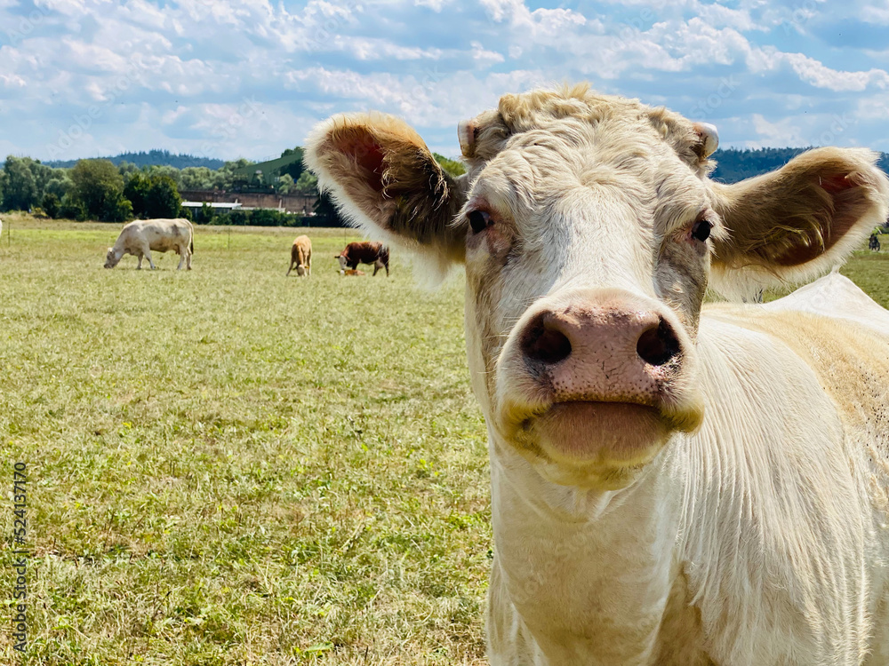 Portrait einer Kuh, mit freundlichem Gesicht und abstehende Öhren ...