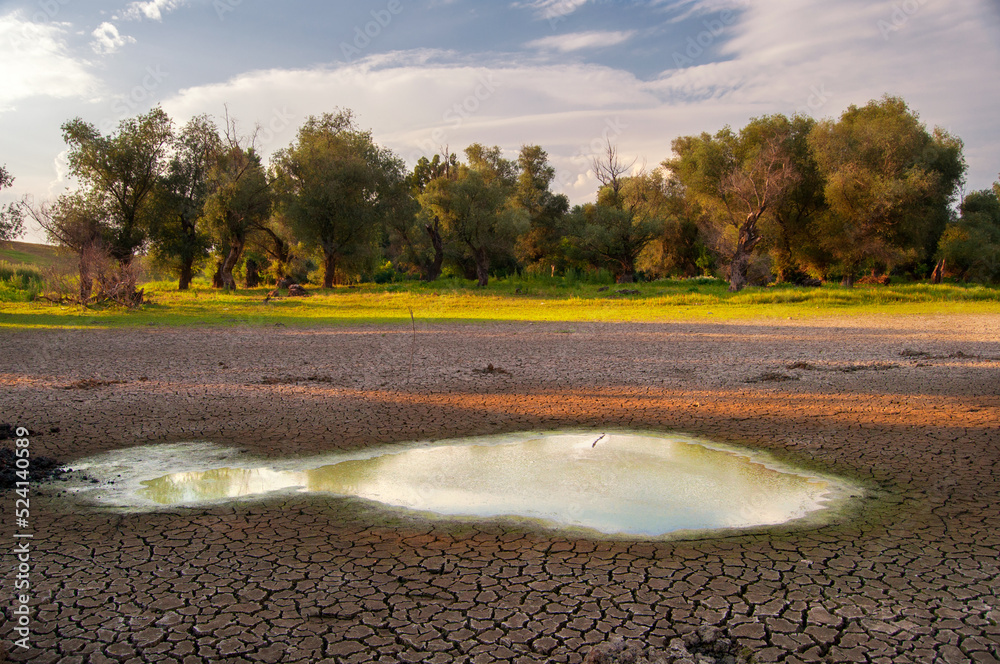 Dried out lake during drought in summer in front of the grove Stock ...