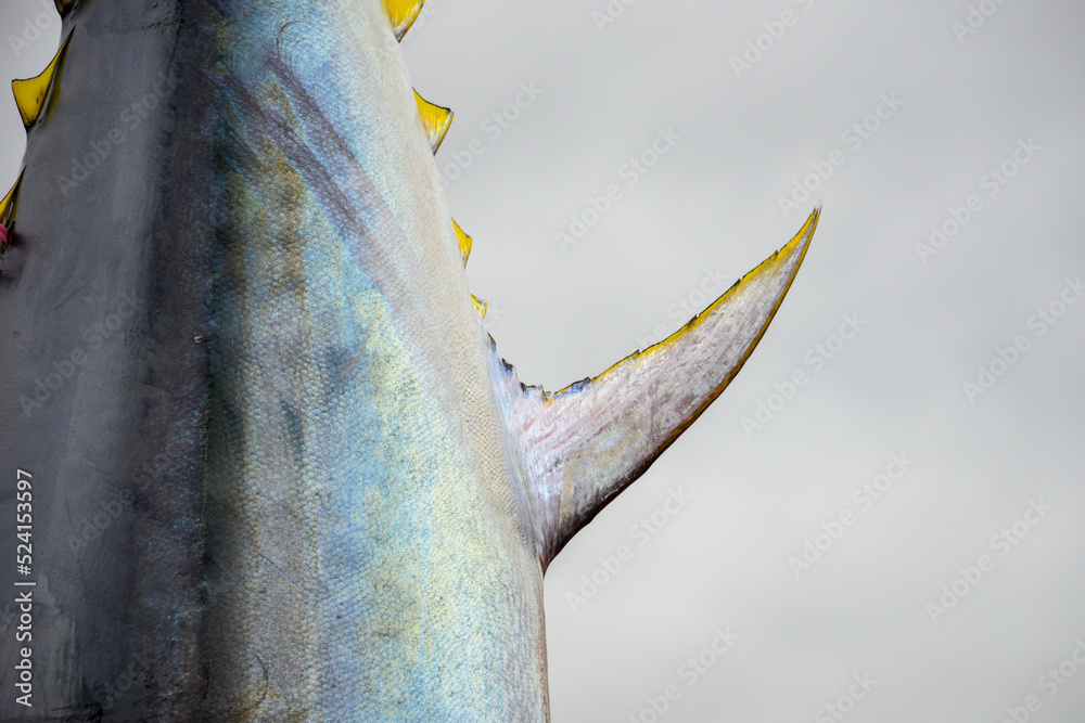 A large Atlantic bluefin tuna, common tunny, hangs in a fish market by ...
