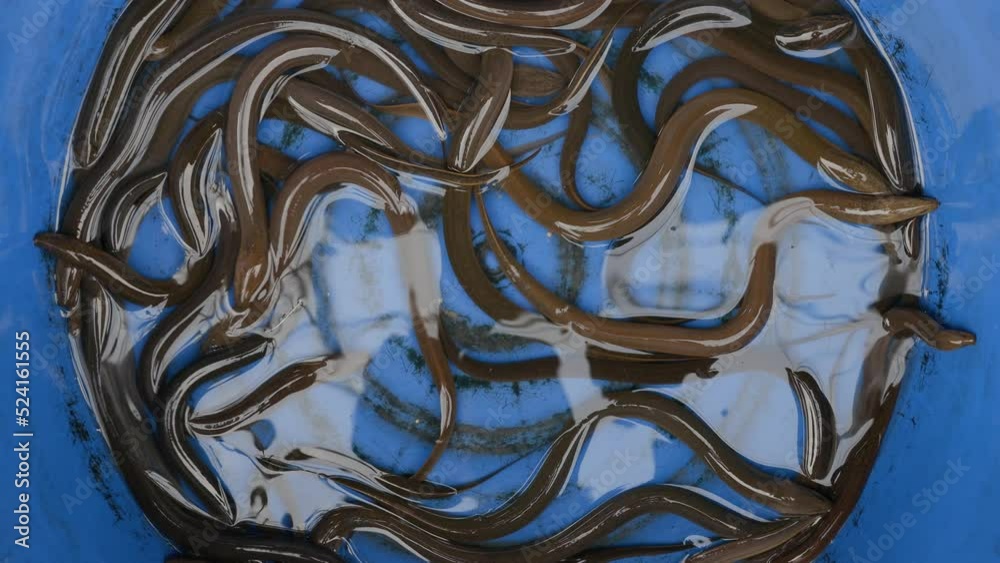 Group of Asian swamp eel or Pla lai na, also known as swamp eel, rice ...