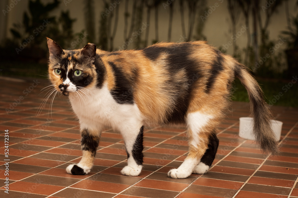 Feral Calico Cat with Clipped or Tipped Ears to indicate that the ...