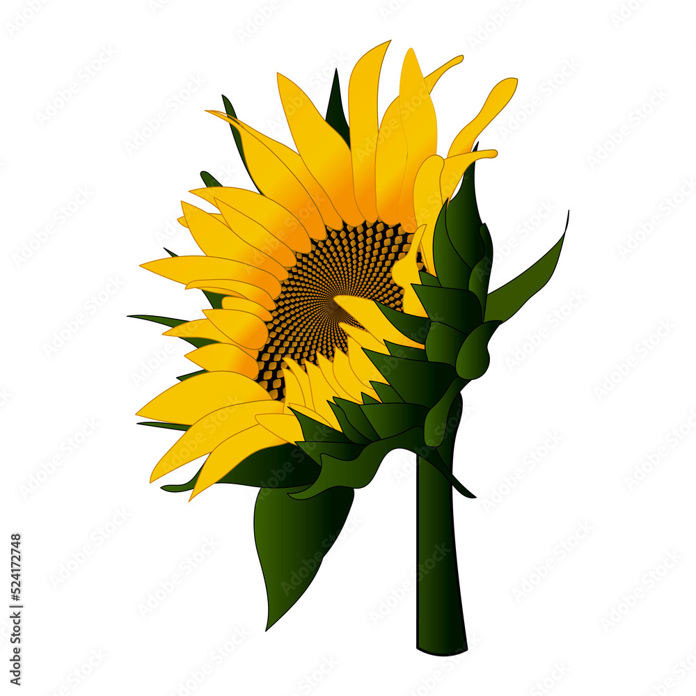 Sunflower png drawing Stock Illustration | Adobe Stock
