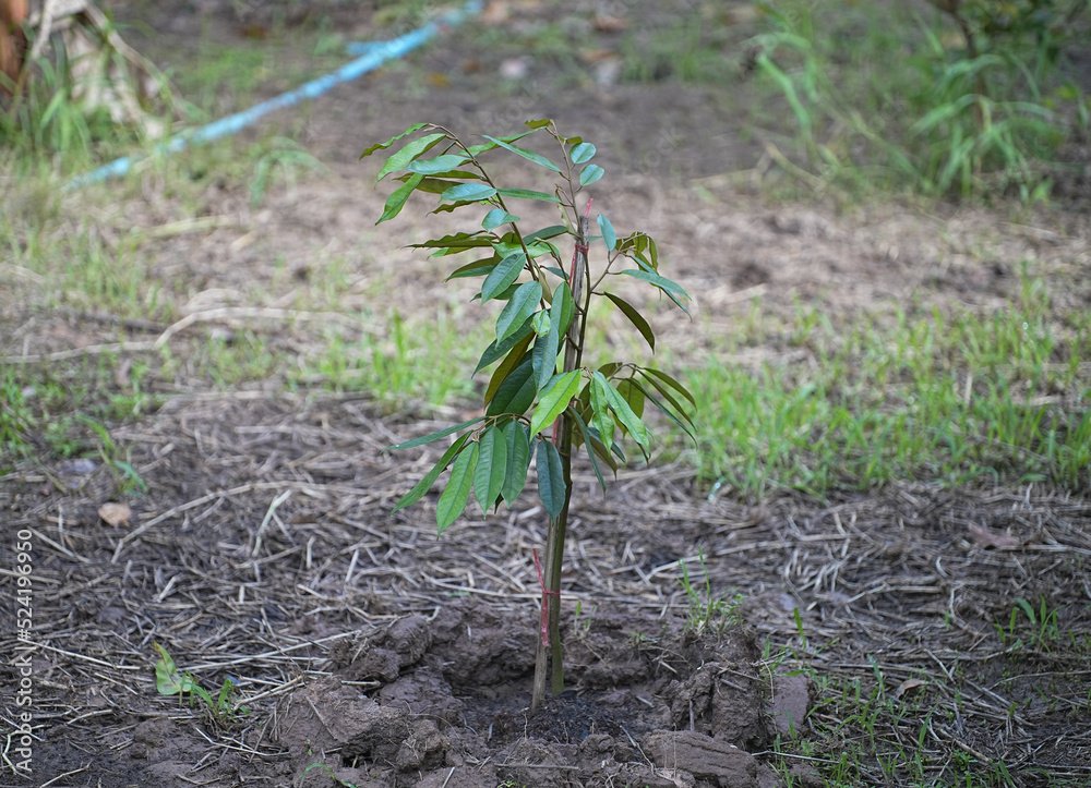 Musang King Durian tree in garden is a delicious species. Stock Photo ...
