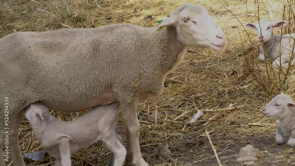 Ovejas O Ovis Blanca Amamantando A Sus Coderos Recién Nacidos Vídeo De
