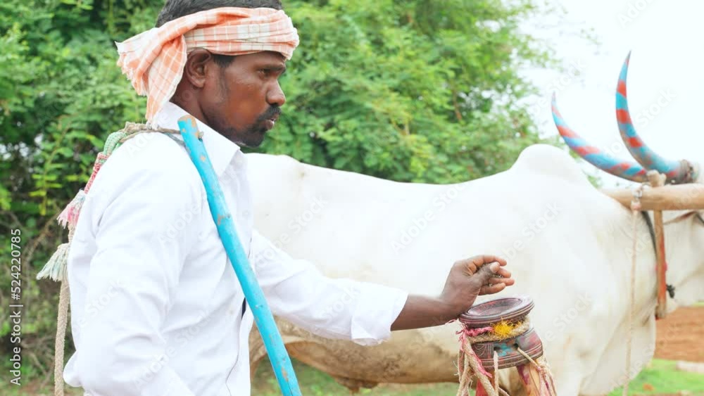 farmer adding grains or seeds to funnel for sowing while harvesting by ...