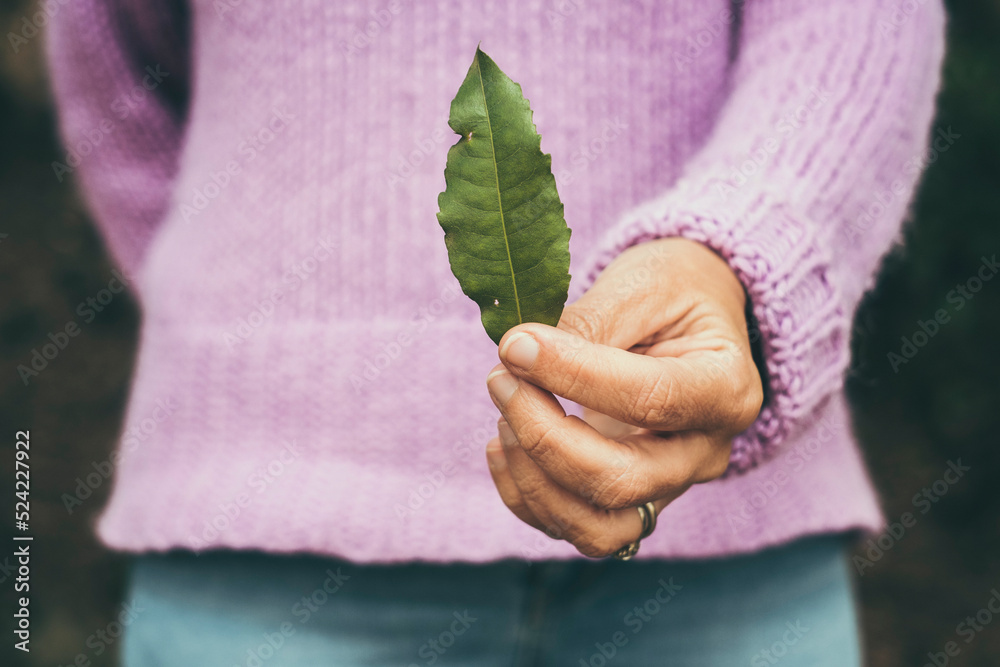 Close up of green leaf holded by human hand in outdoor park. Color life ...
