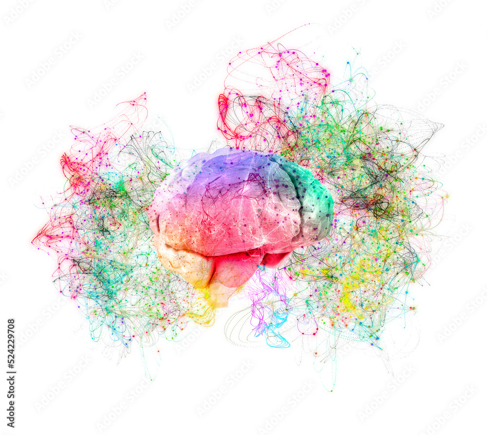 Human brain, illustration Stock Illustration | Adobe Stock