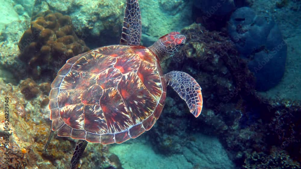 Sea turtle swims under water with small tropical fishes on background ...