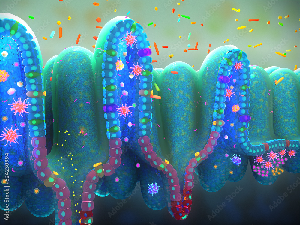 Small intestine epithelium structure, illustration Stock Illustration ...