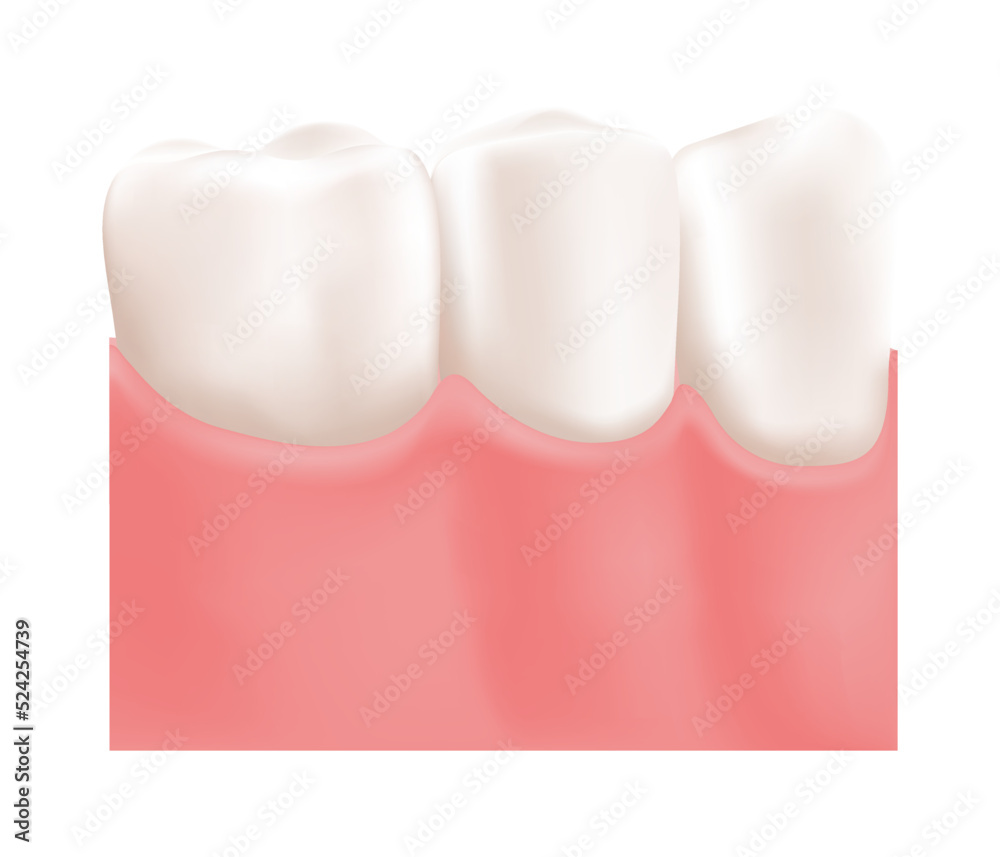 Healthy White Shiny Human Teeth. Pink Healthy Gums. Molar and Premolar ...