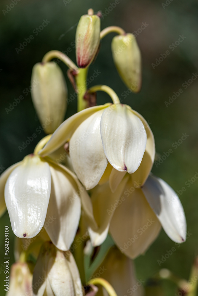 Yucca gigantea (Yucca elephantipes, Yucca guatemalensis) is a yucca ...