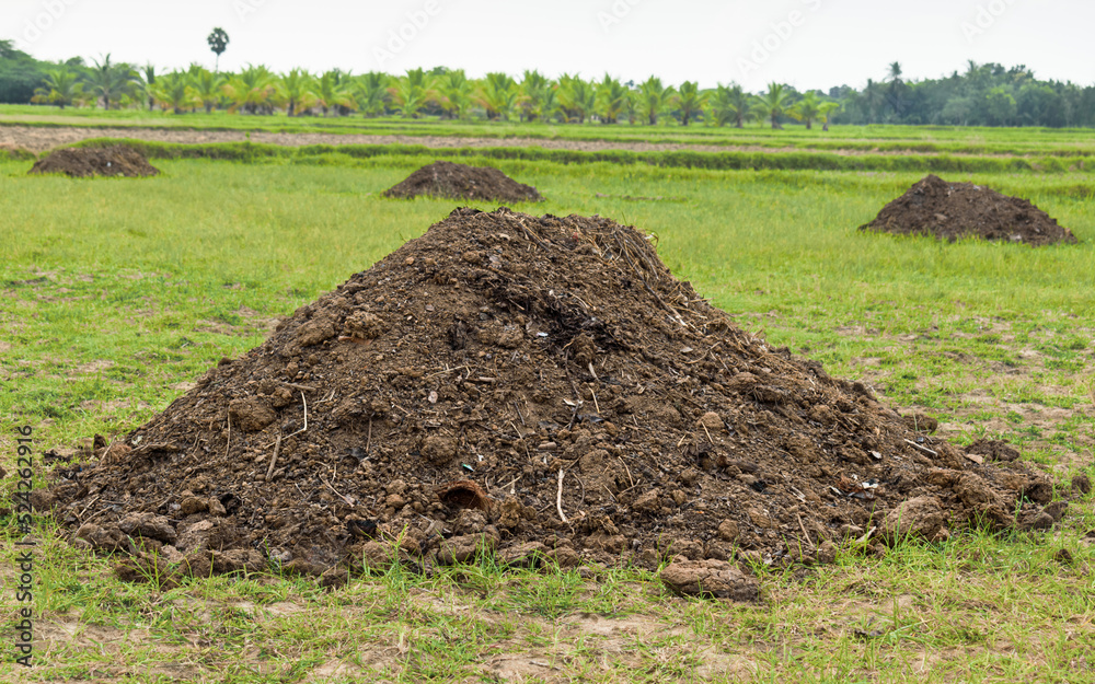 Piles of fertilizer mixture derived from goats and cows in the field ...