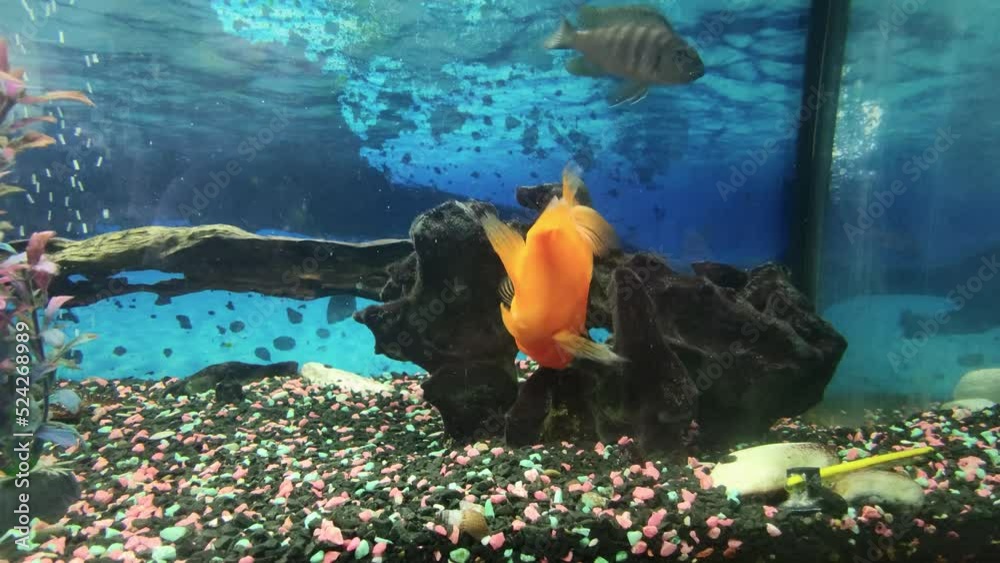 Bright and Colorful Aquarium Fish Play in the Blue Water. A Large ...