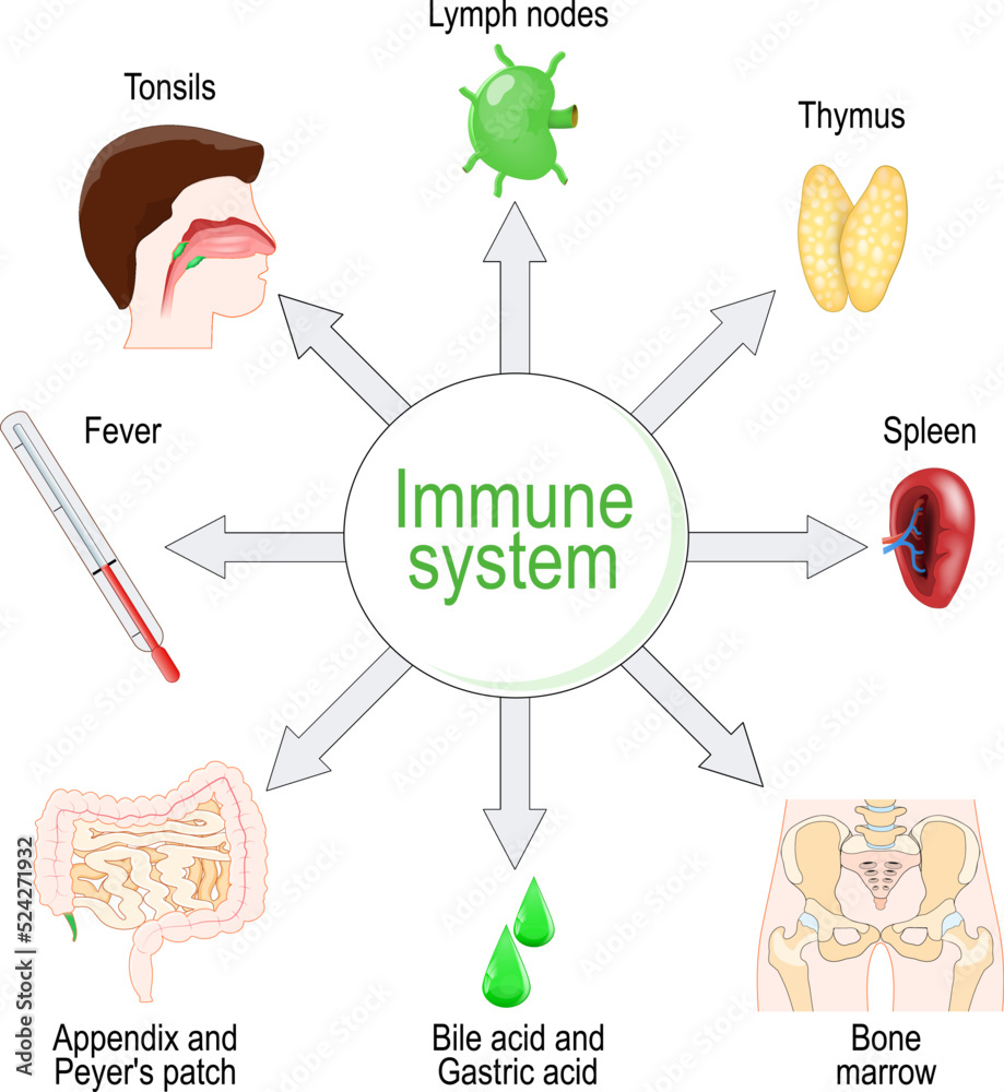 Poster Immune system. Organs and function. – Wall Art | UkPosters