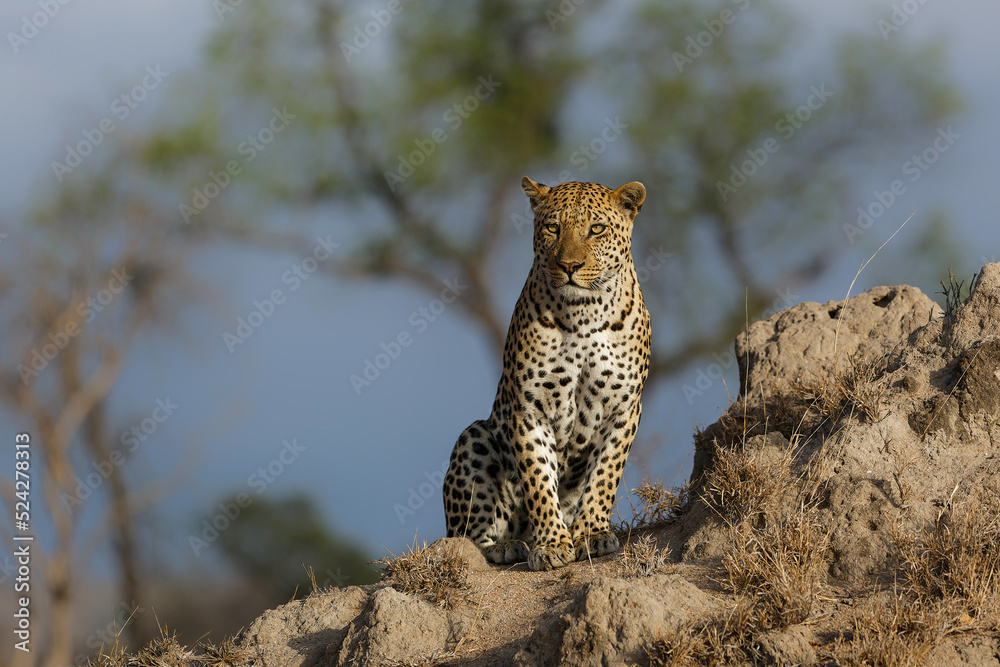 Foto de Leopard male sitting on a termite hill in Sabi Sands Game ...