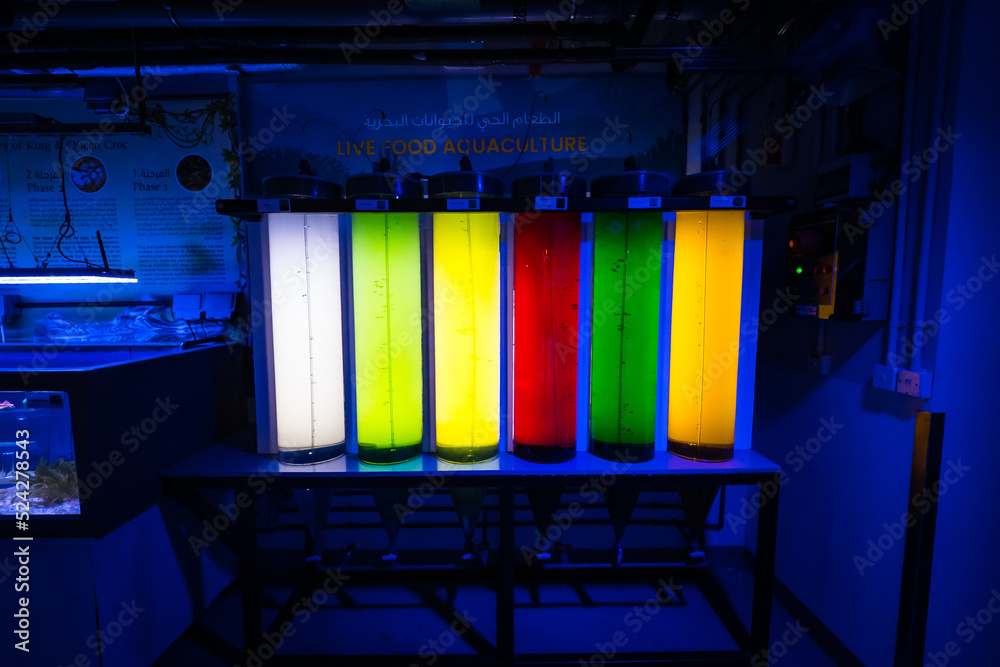 Foto de View of backlit tanks of colorful algae in a dark, blue-lit lab ...