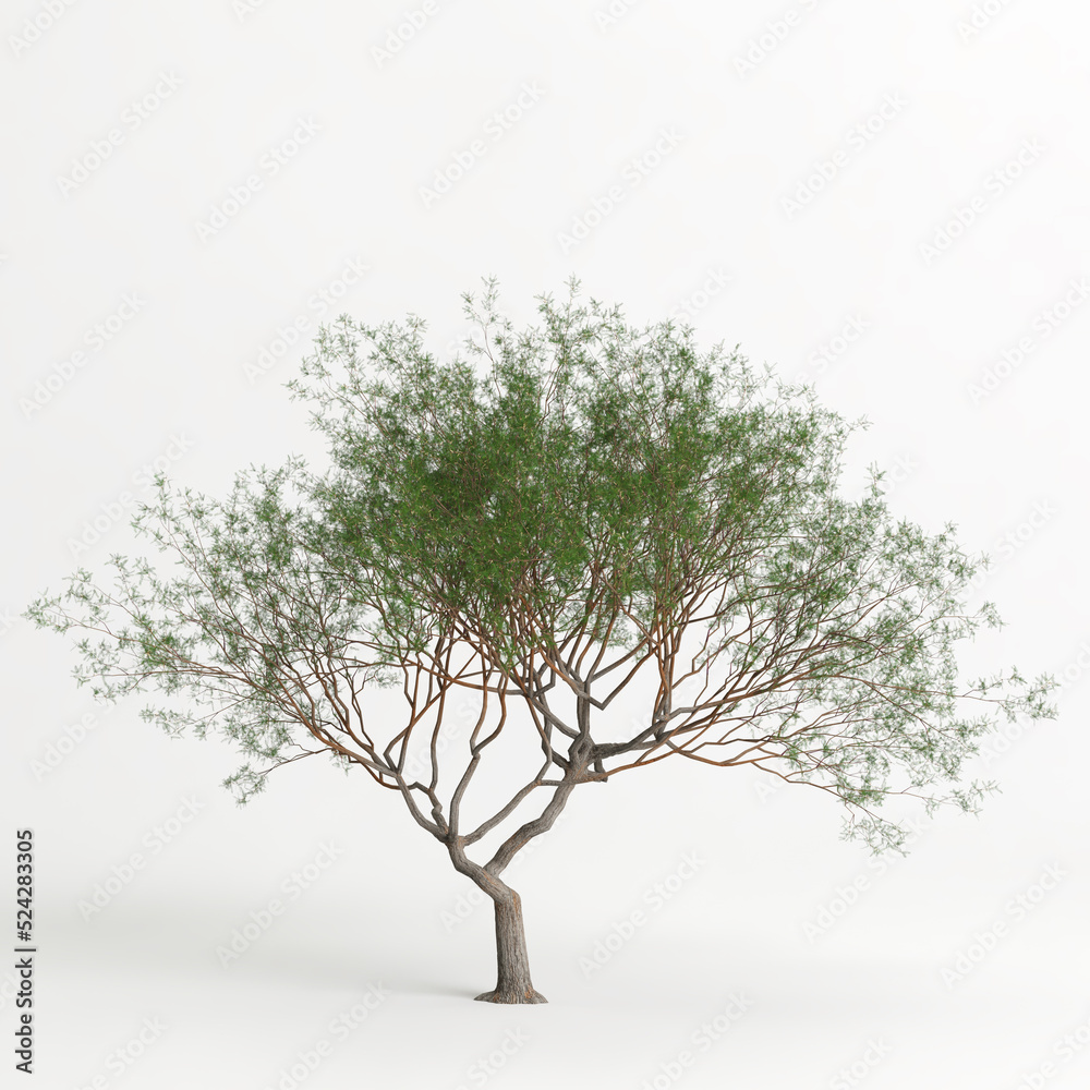 3d illustration of Prosopis chilensis tree isolated on white bachground ...