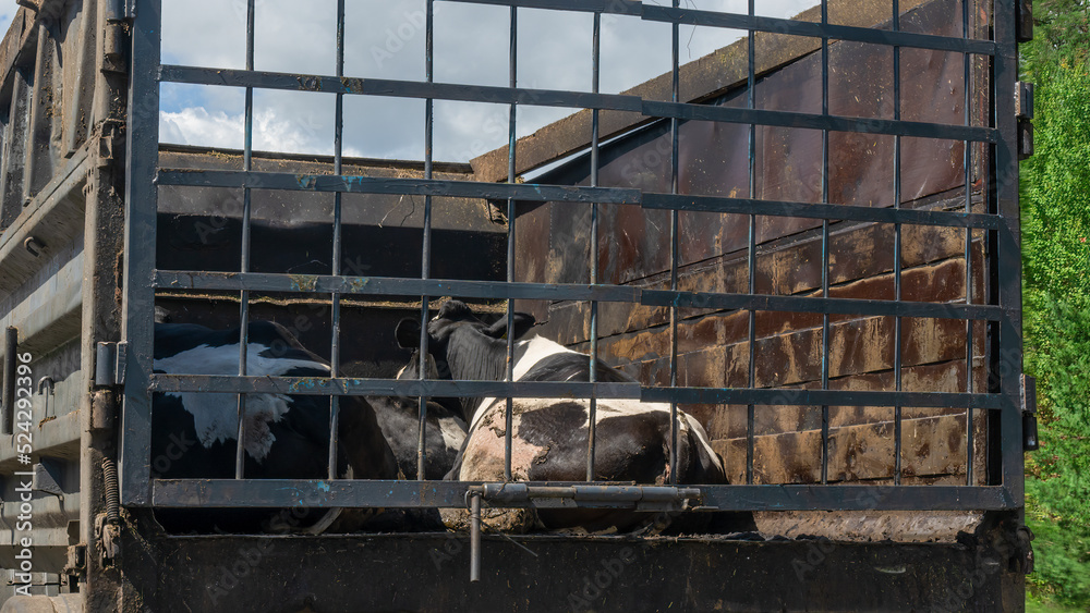 Transport of live animals in cattle truck. Livestock transport truck at ...