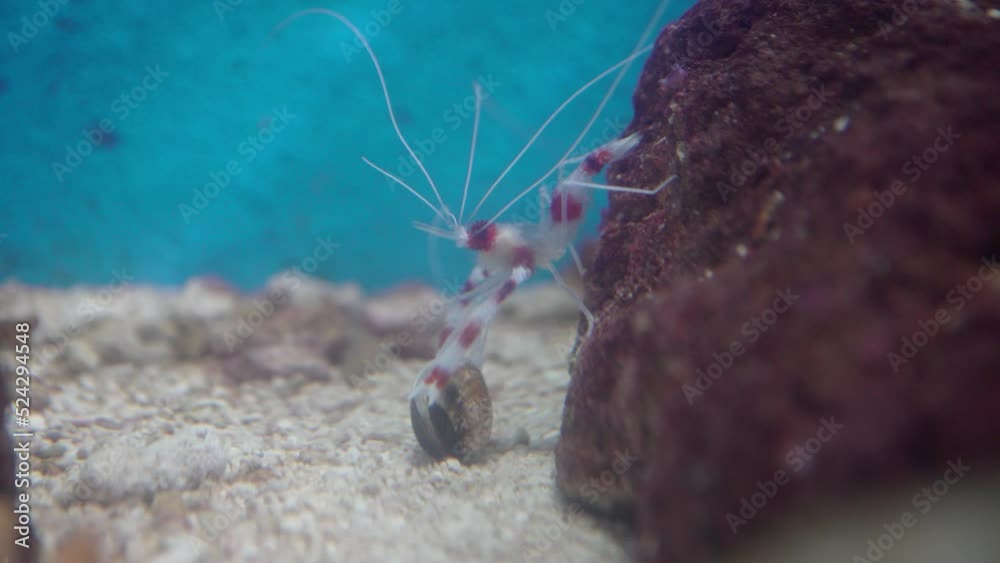 Snapping shrimp is catching a clam underwater ocean. Alpheus randalli ...