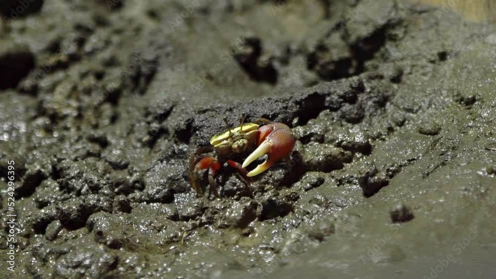 A male fiddler crab with a big claw is on tidal flat. The crustacean is ...