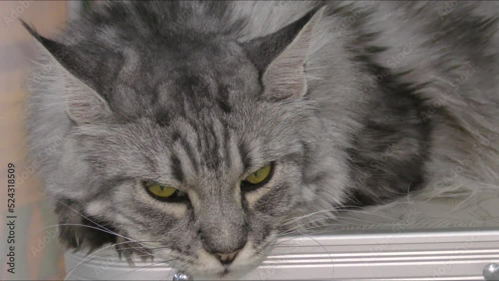 The Siberian cat breed is a centuries-old variety of domestic cat ...