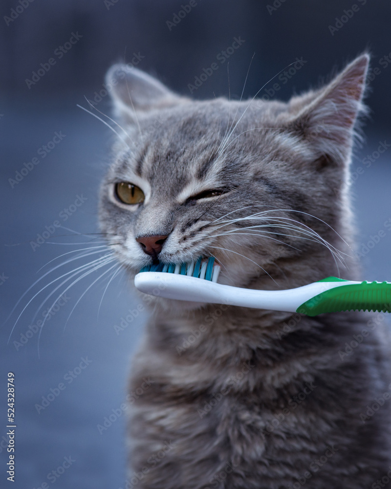 Cat with a toothbrush. Kitten and toothbrush. The cat brushes its teeth ...