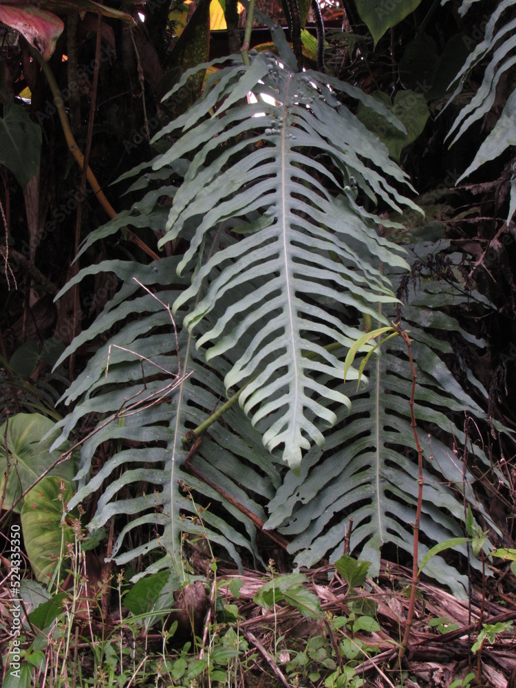 Foto de Phlebodium aureum, is an epiphytic fern native to tropical and ...