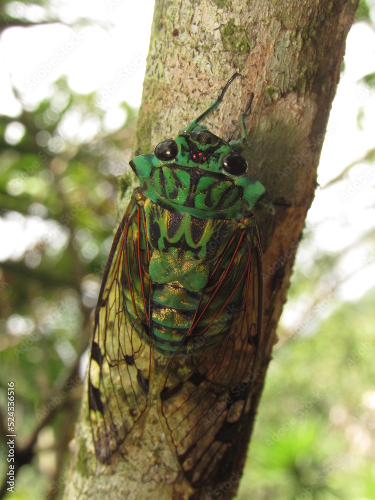 Zammara is a genus of cicadas order Hemiptera, family Cicadidae. Stock ...