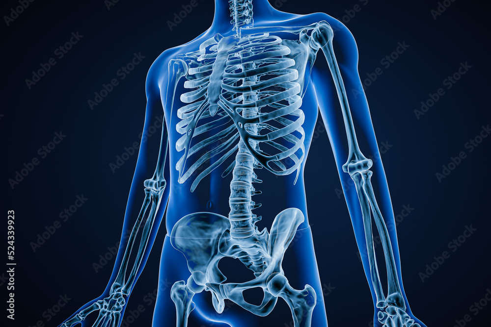 Anterior or front view of xray image of accurate human skeletal system ...