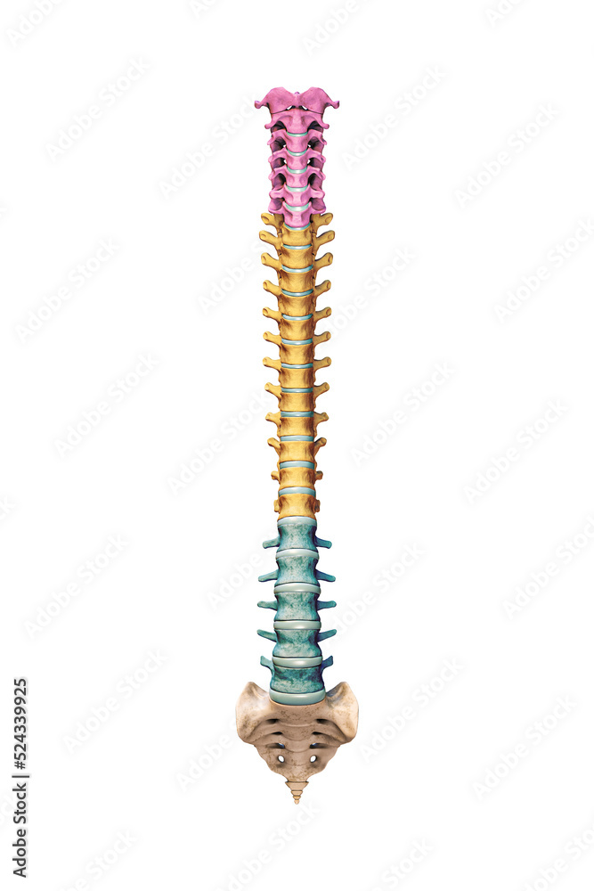 Illustrazione Stock Anterior or front view of accurate human spine ...