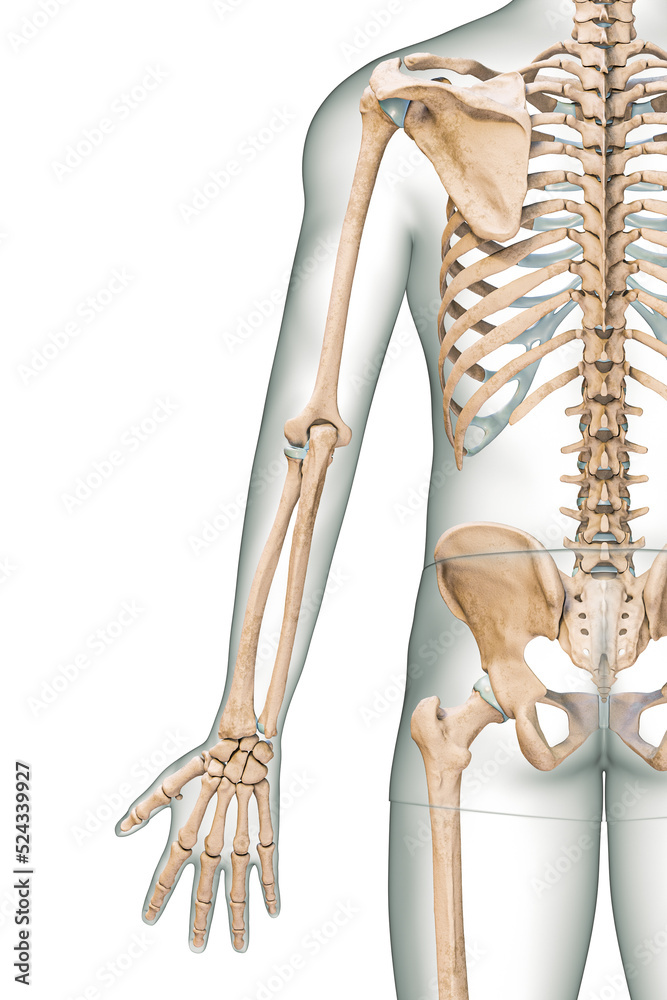Accurate Posterior Or Rear View Of The Arm Or Upper Limb Bones Of The Human Skeletal System With