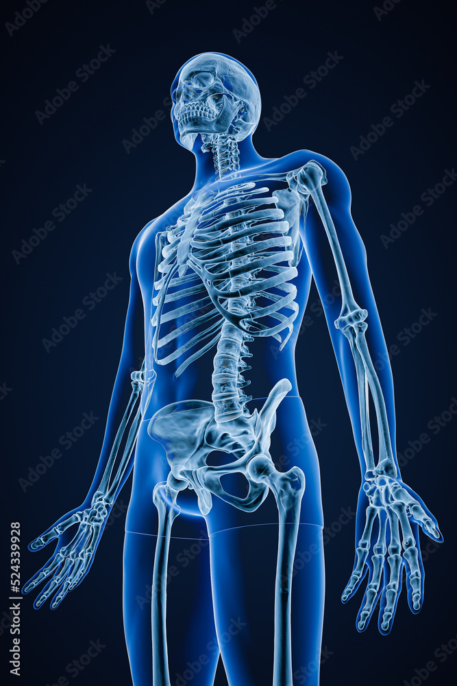 Xray image of low angle anterior or front view of accurate human ...