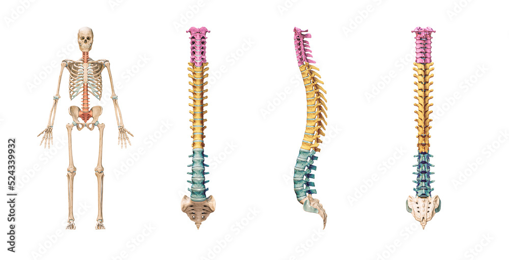 Accurate spine or spinal column bones with lumbar, thoracic and ...