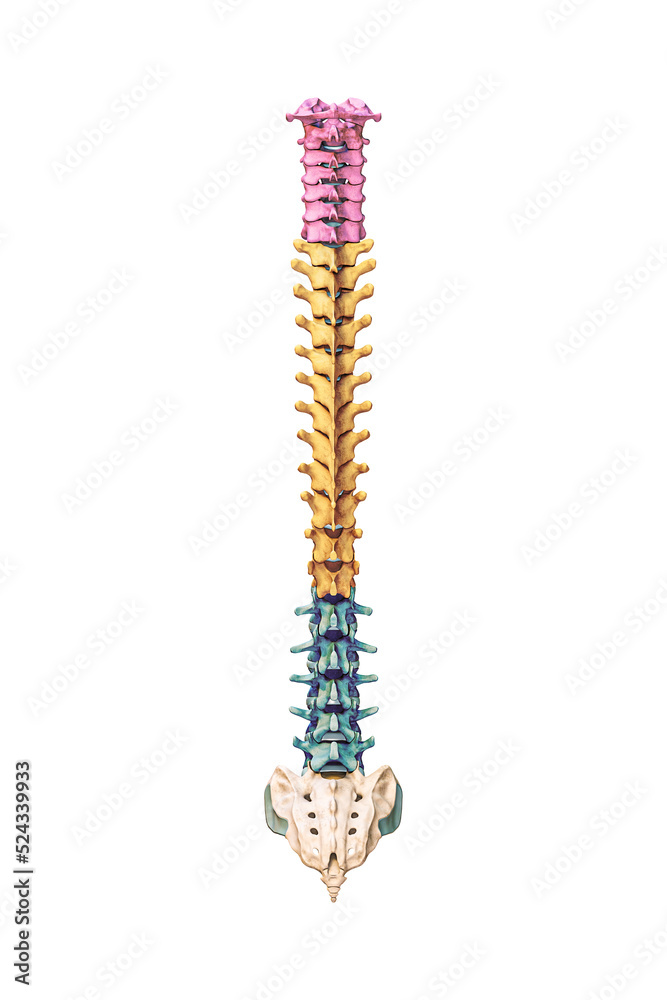 Posterior or rear view of accurate human spine bones with cervical ...