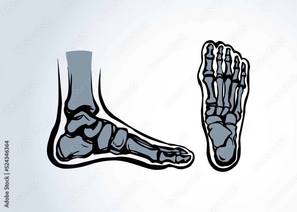 Bones of the foot. Vector drawing Stock Vector | Adobe Stock