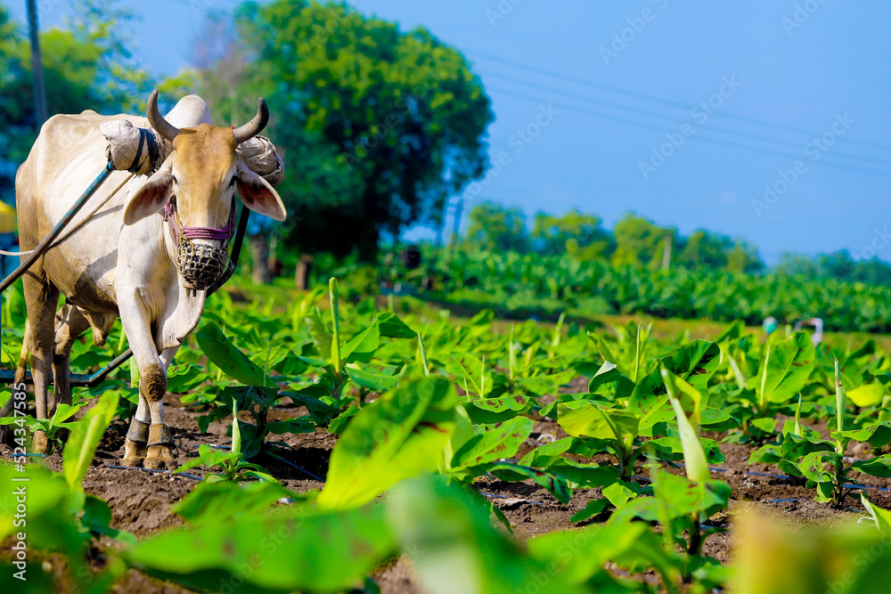 Indian pola festival , ox festival. Stock Photo | Adobe Stock