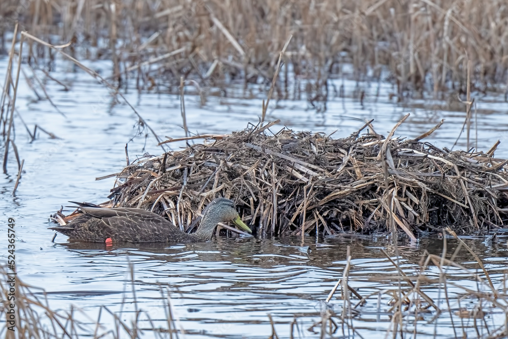 American Black Duck - An American black duck works on her nest. A ...