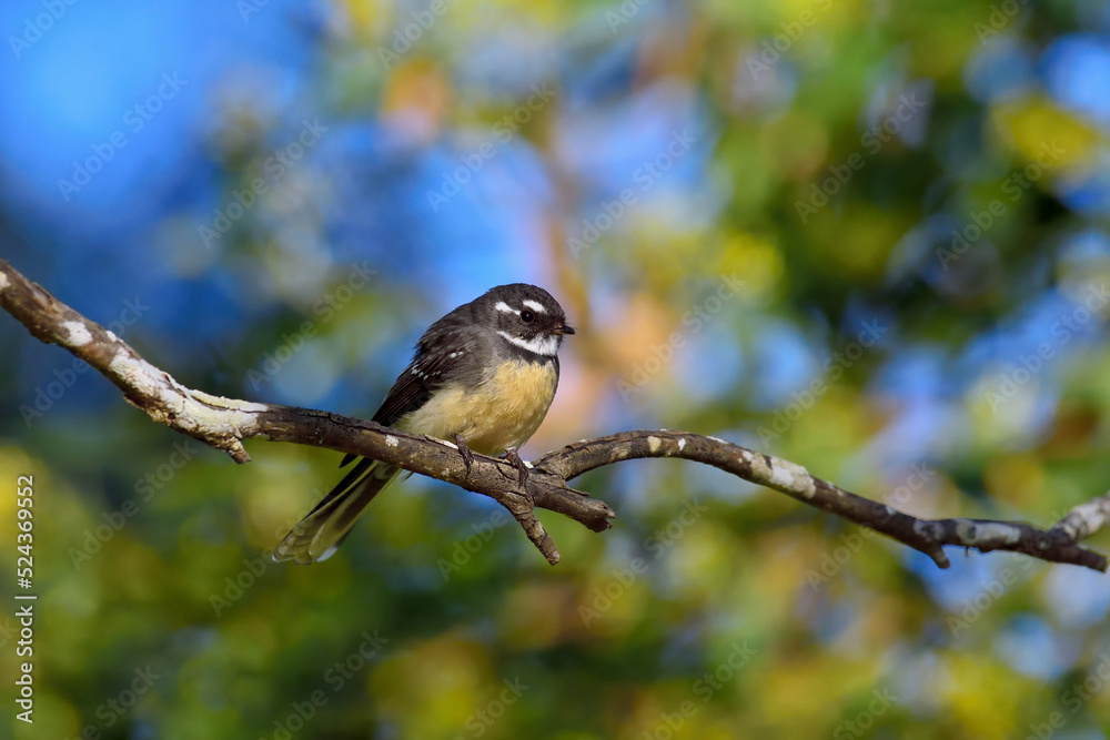 Australian Grey Fantail -Rhipidura fuliginosa- perched tree branch ...