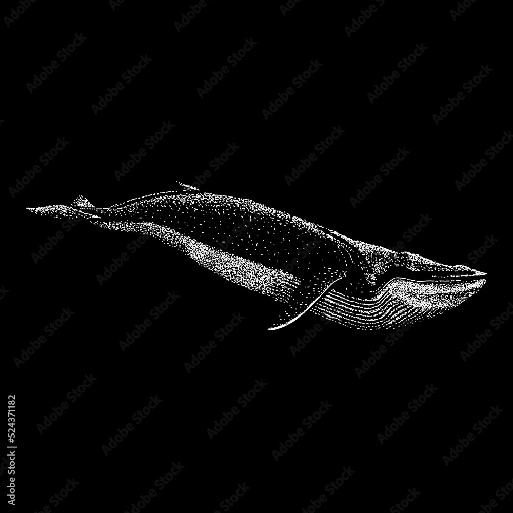 Fin Whale hand drawing vector illustration isolated on black background ...