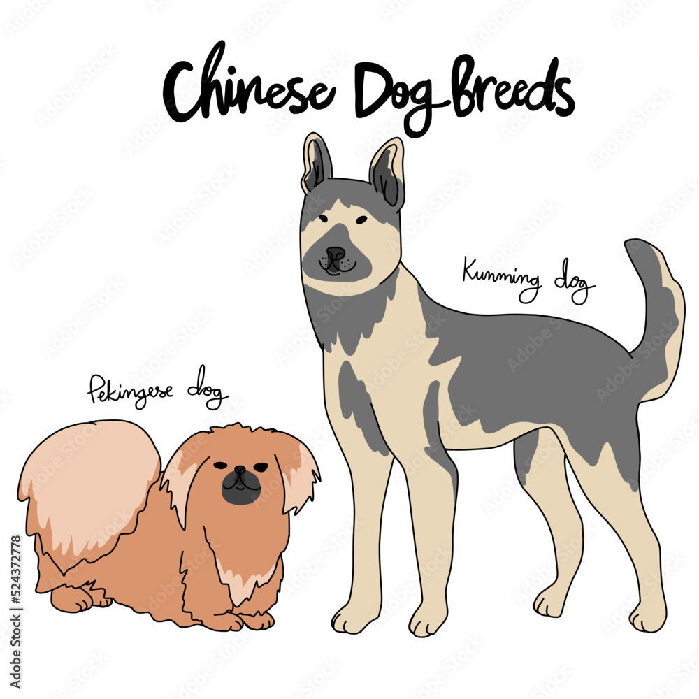Chinese dog breed cartoon chart vector illustration Stock Vector ...