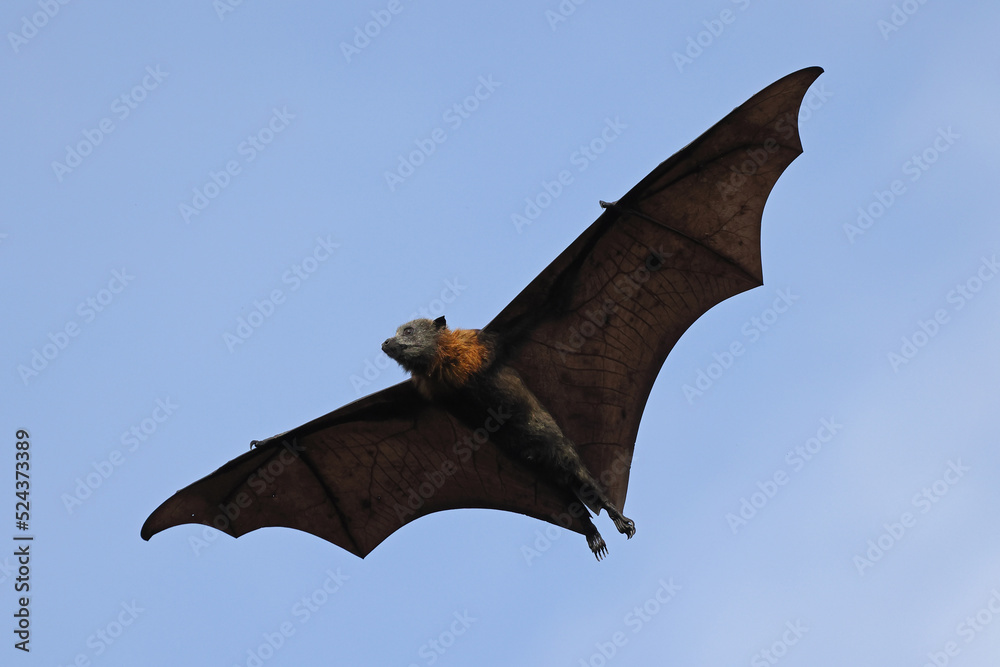 Australian Grey-headed Flying fox in flight Stock Photo | Adobe Stock
