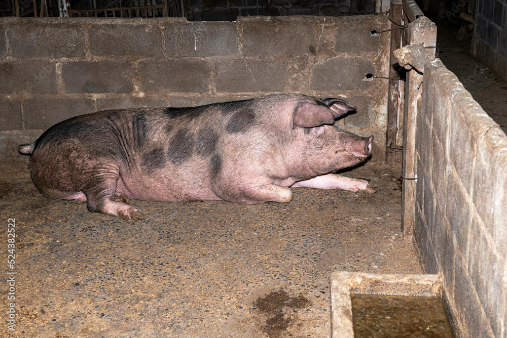 Fat and large breeding pigs lie on the ground in farm pig stalls ...