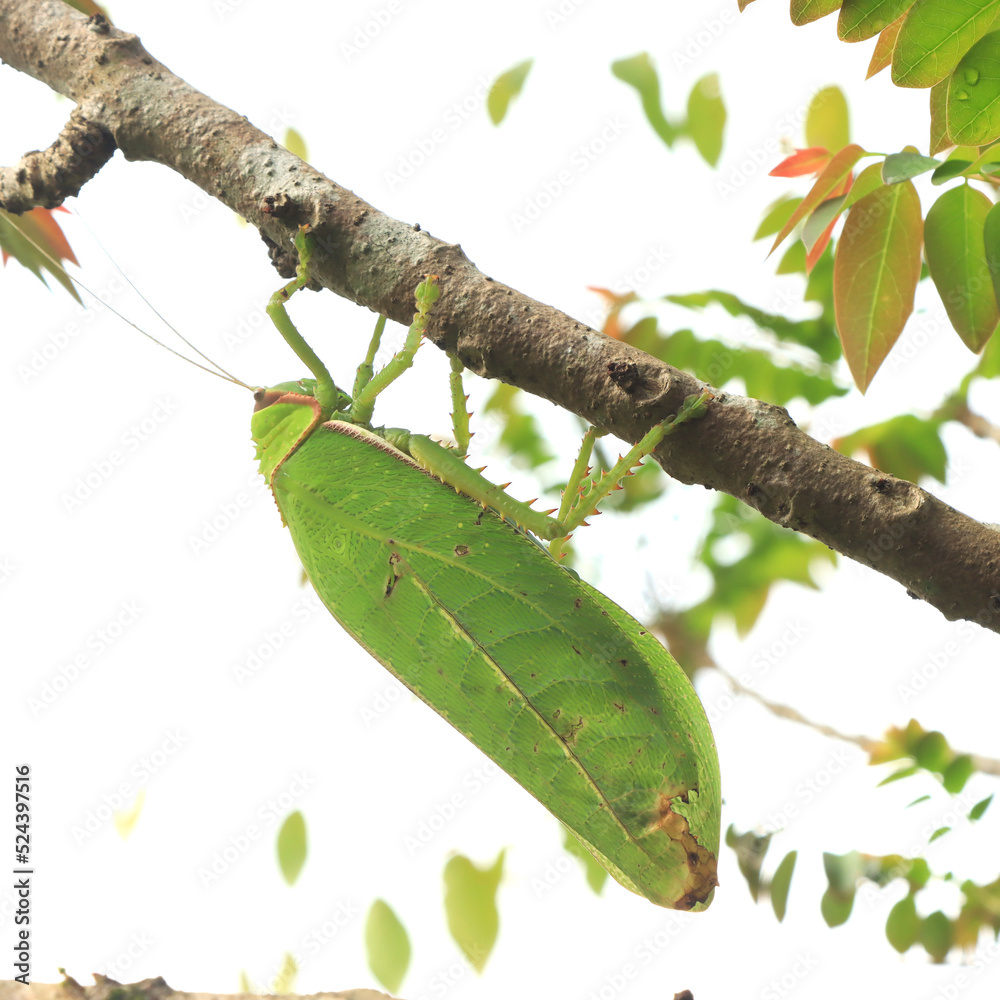 big green grasshopper Live in nature, in the trees, harmoniously in the ...