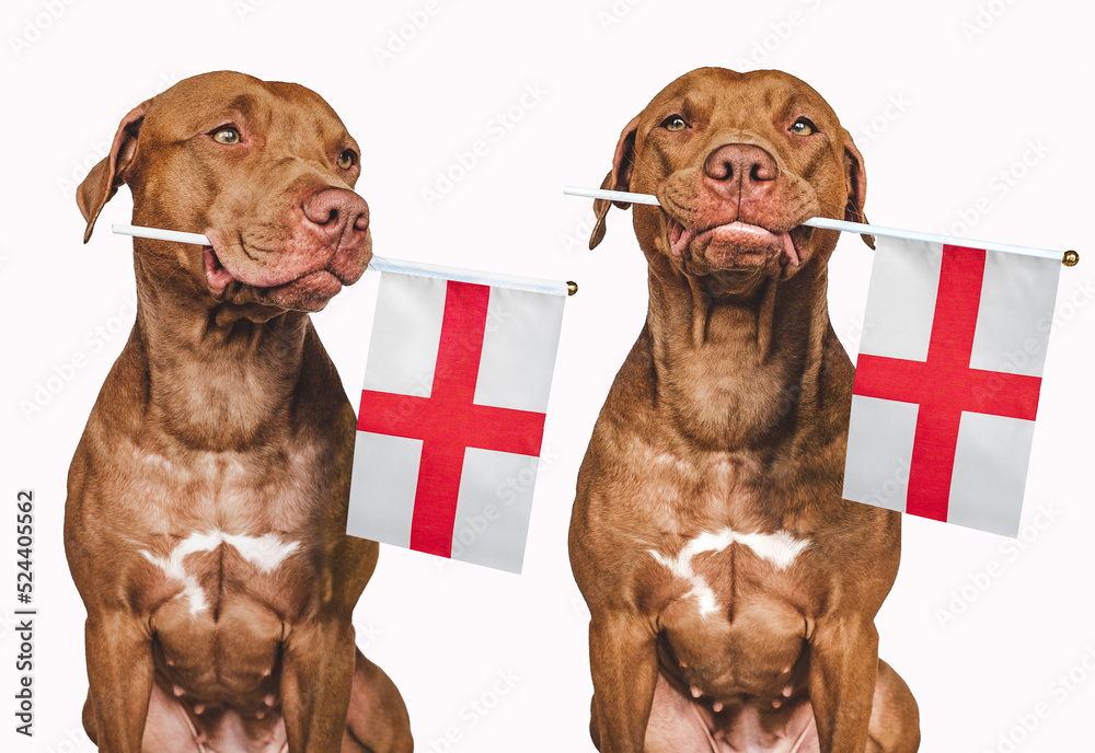 Lovable, pretty dog and Flag of England. Closeup, indoors. Photo ...